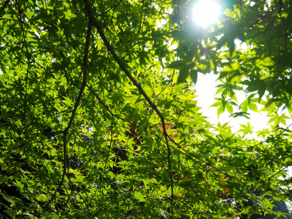 Ahornbaum (Acer): Richtig pflegen, pflanzen und vermehren